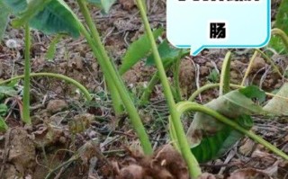 常吃芋头能让肿瘤消失吗_芋头抗癌真相