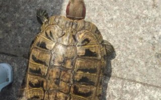 巴西红耳龟吃什么_巴西红耳龟能吃什么蔬菜水果