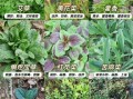 可以吃的野菜有哪些_野菜图片大全及名字