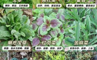 可以吃的野菜有哪些_野菜图片大全及名字