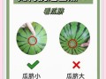 如何挑选西瓜小窍门_西瓜怎么挑才甜