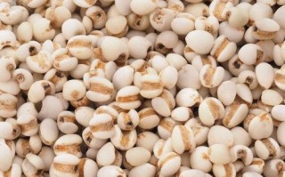 吃薏仁粉的危害_长期吃薏仁粉有什么副作用