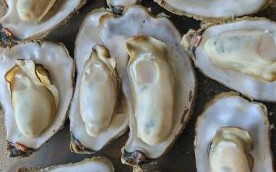 活牡蛎图片大全_如何挑选最新鲜的活牡蛎