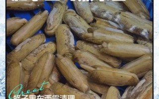 竹蛏子怎么清理内脏_竹蛏子内脏清理方法