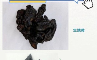 生地黄和熟地黄的区别_功效与作用一样吗