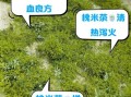 喝槐米茶有什么好处_槐米茶能长期喝吗
