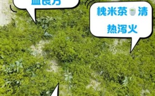 喝槐米茶有什么好处_槐米茶能长期喝吗