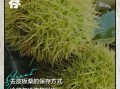 板栗去皮后怎么保存_去皮板栗能放多久