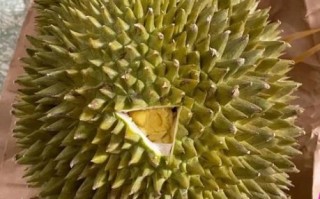 榴莲不熟要怎么放才能熟_榴莲放几天能熟