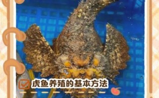 老虎鱼有毒吗_老虎鱼怎么处理才安全