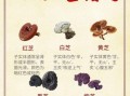 真假灵芝的区别图片_如何辨别野生灵芝