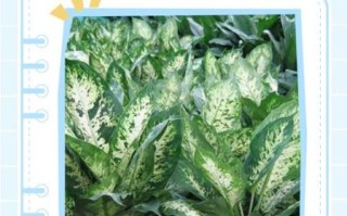 万年青树怎么养_万年青树多久浇一次水