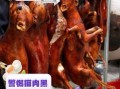 红烧猫肉怎么做_红烧猫肉正宗做法