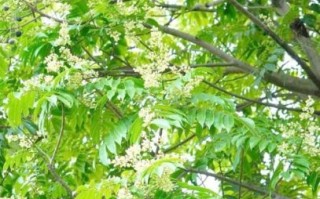 人面子是什么树_人面子果实能吃吗