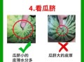 打瓜和西瓜的区别_打瓜和西瓜哪个好吃