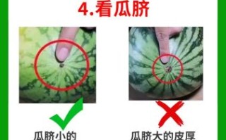 打瓜和西瓜的区别_打瓜和西瓜哪个好吃