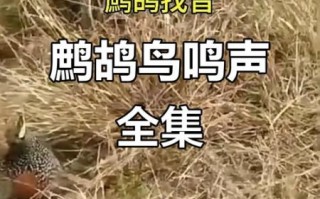 鹧鸪怎么读_鹧鸪鸟叫声怎么学