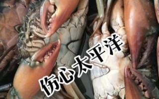 青蟹死了一天可以吃吗_死了的青蟹还能吃吗