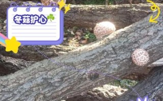 冬菇的功效与禁忌_冬菇什么人不能吃