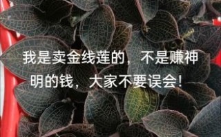 金线莲多少钱一斤_金线莲价格为什么差别大