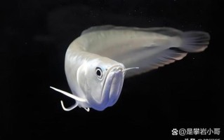 龙鱼为什么那么贵_龙鱼价格高的原因