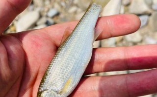 雅罗鱼图片_雅罗鱼长什么样