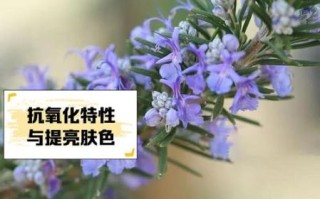 马鞭草迷迭香纯露禁忌_孕妇能用吗