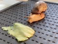 非洲大蜗牛怎么烹饪_非洲大蜗牛能吃吗