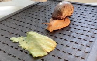 非洲大蜗牛怎么烹饪_非洲大蜗牛能吃吗
