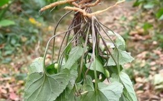 凤凰堇菜怎么养_凤凰堇菜和紫花地丁区别