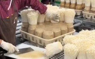 金针菇怎么种_金针菇家庭种植方法