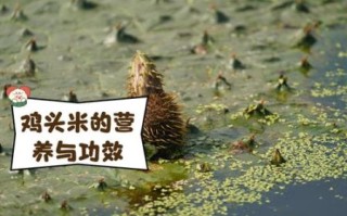 鸡头米怎么保存_鸡头米冷冻还是冷藏