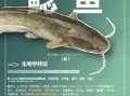鲶鱼图片怎么拍_鲶鱼高清图鉴