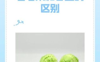 高丽菜和甘蓝的区别_哪个更适合减肥