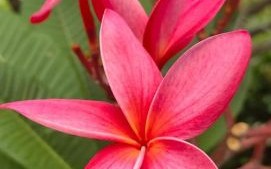 鸡蛋花图片大全大图_鸡蛋花高清壁纸怎么找 鸡蛋花图片大全大图_鸡蛋花高清壁纸怎么找