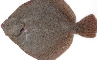 鸦片鱼多少钱一斤_鸦片鱼价格走势