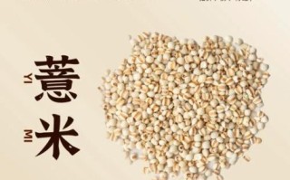 薏米的营养价值及功效与作用_薏米怎么吃最养人