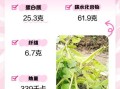 白扁豆长什么样_白扁豆图片大全哪里找