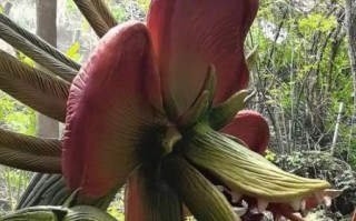 食人花真的会吃人吗_食人花吃人真相