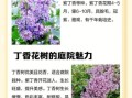 丁香树怎么养_丁香树花期多久