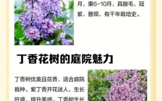 丁香树怎么养_丁香树花期多久