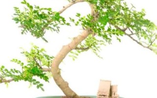 胡椒木怎么养_胡椒木叶子发黄怎么办