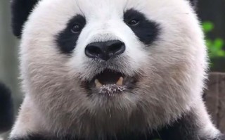 熊猫的拼音怎么写_熊猫拼音声调是几声