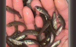 丁桂鱼养多久才有一斤_丁桂鱼生长周期多久