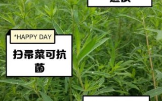 扫帚菜怎么吃_扫帚菜的功效与作用