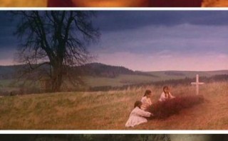 野花电影免费高清完整版哪里看_野花电影剧情讲了什么