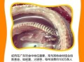 蛇肉的功效与作用禁忌_什么人不能吃蛇肉