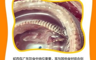 蛇肉的功效与作用禁忌_什么人不能吃蛇肉