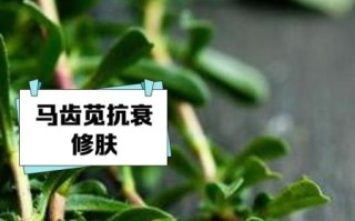 马齿苋提取物对皮肤有什么功效_马齿苋提取物怎么使用