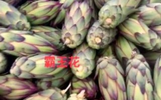 剑花煲汤配什么汤料_剑花煲汤搭配禁忌